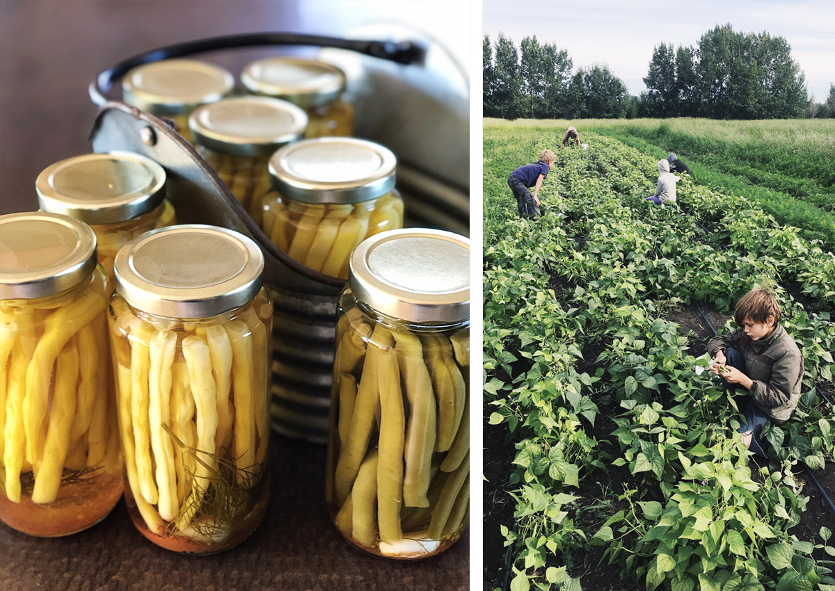 Homemade Dilly Beans - Here In The Midst